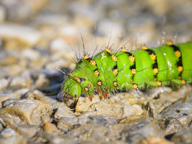 Caterpillar of a Small Emperor Moth Crawling on the Ground Stock Photo ...