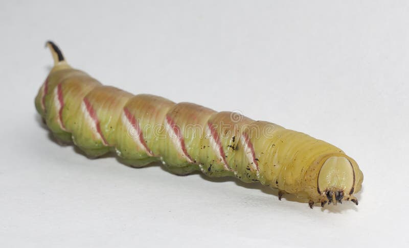 Caterpillar of Sphinx Ligustri Stock Image - Image of ligustri ...