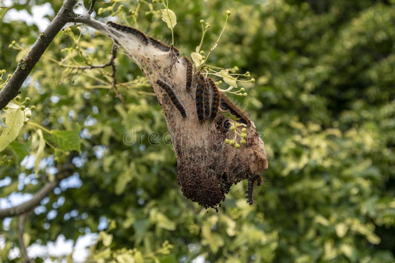 Caterpillar on a Spider Web Hanging from a Tree Stock Photo - Image of ...