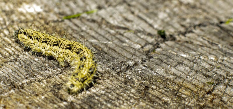 Caterpillar with Spikes on an Old Stump Selective Focus, Wide View ...