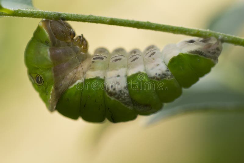 Caterpillar Start To Make Cocoon Stock Image - Image of swallowtail ...