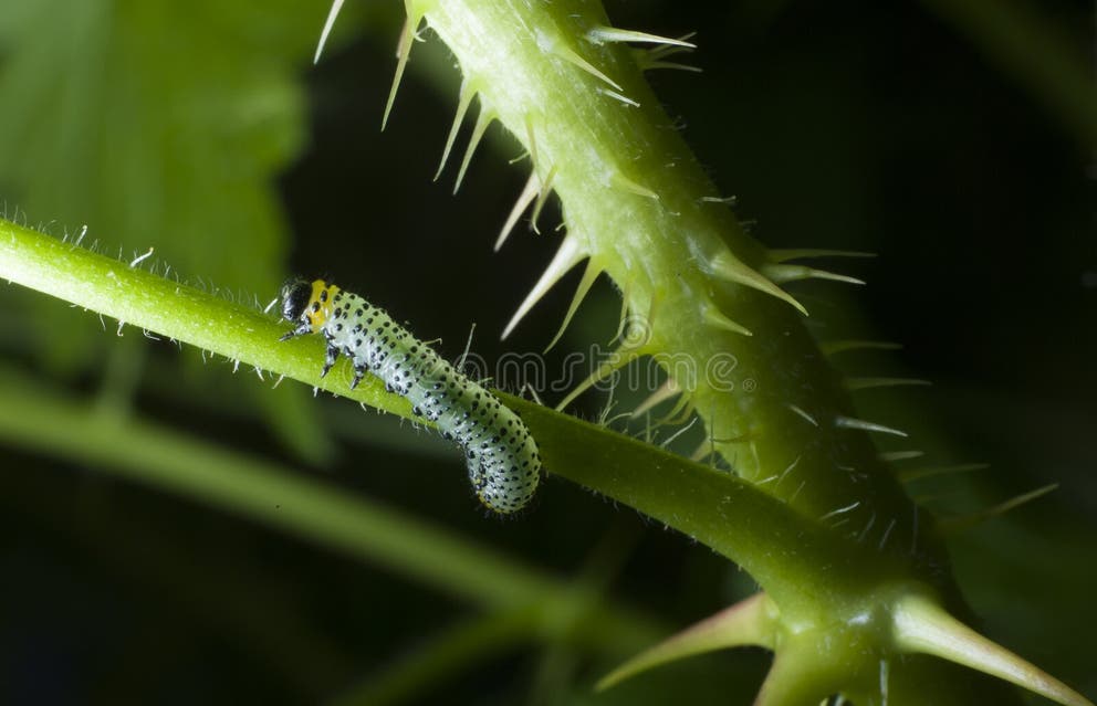 Caterpillar stem crawling stock photo. Image of control - 31597186