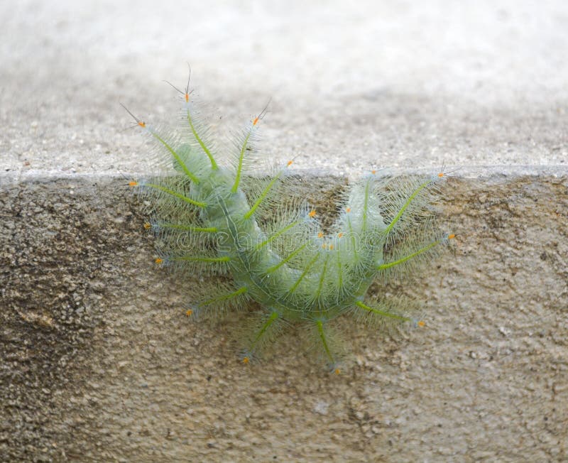 Strange caterpillar stock photo. Image of creature, closeup - 28385976