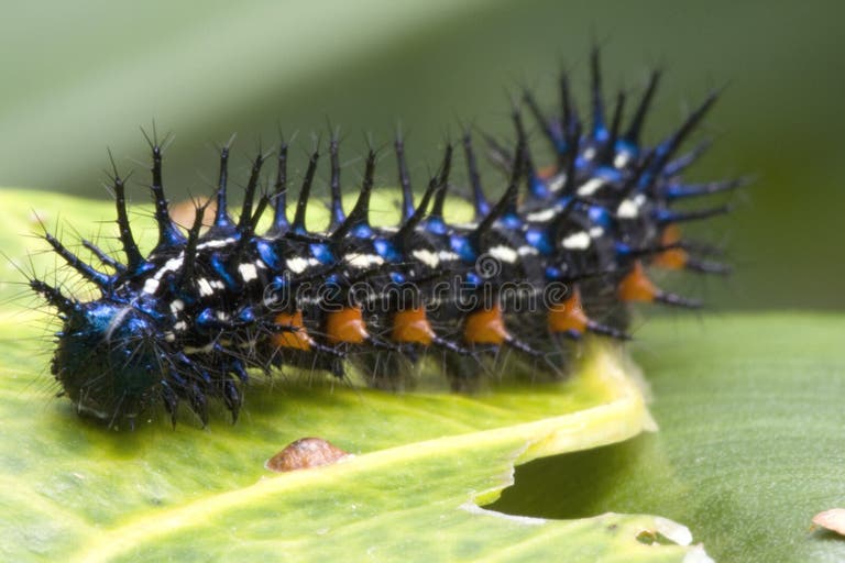573 Super Hairy Vomens Stock Photos - Free & Royalty-Free Stock Photos ...