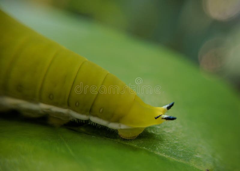 Life Caterpie Stock Photos - Free & Royalty-Free Stock Photos from ...