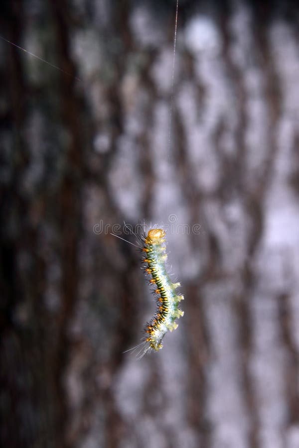 Caterpillar on a thread stock image. Image of thread - 31337945