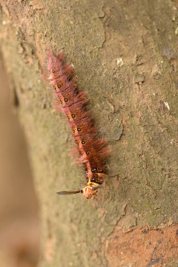 Caterpillar on tree stock photo. Image of trunk, plants - 30939012