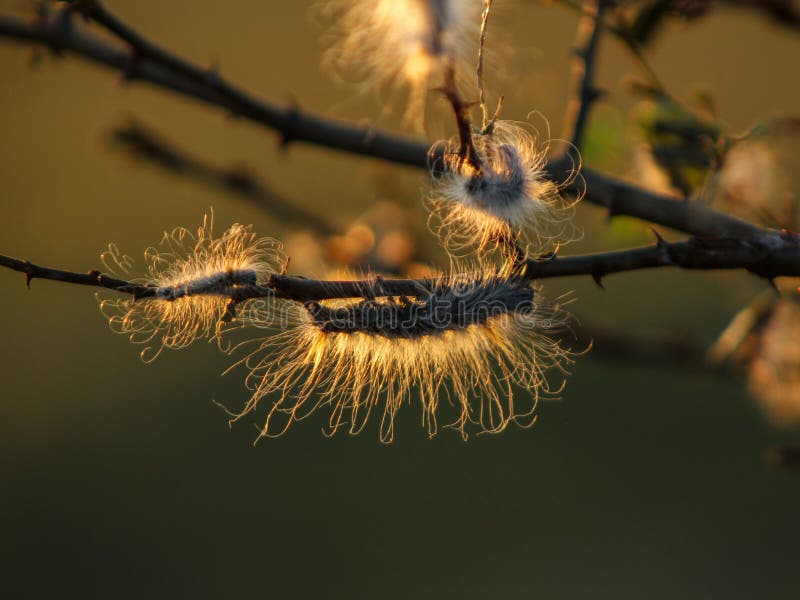 Caterpillar in a Tree stock image. Image of wildlife - 299599985