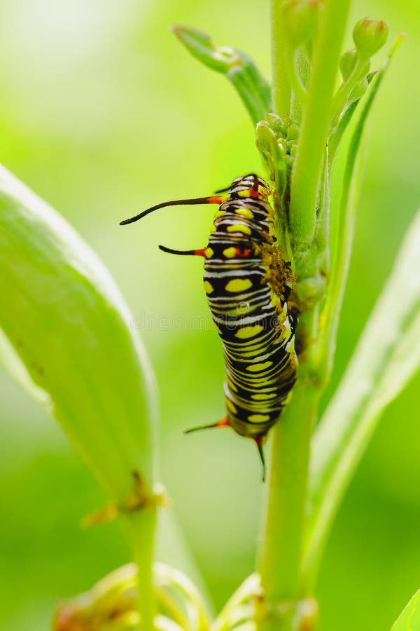 Caterpillar on a Tree and Flower Stock Image - Image of chrysalis ...