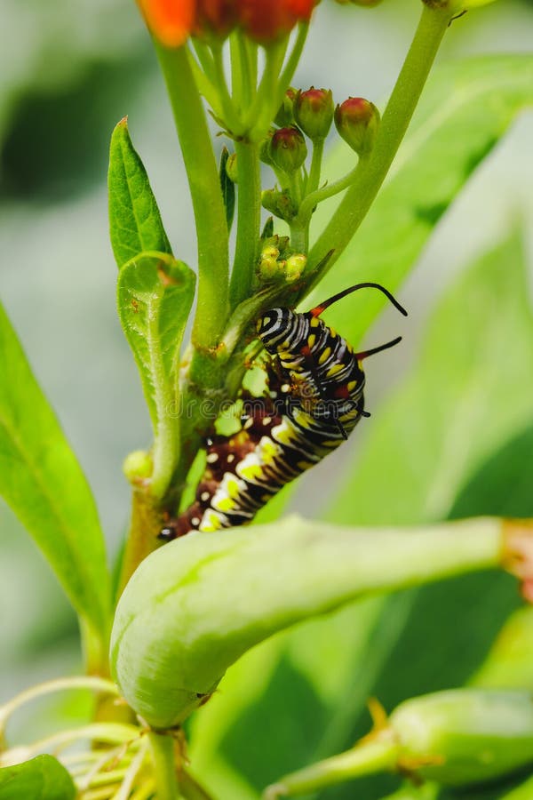 Caterpillar on a Tree and Flower Stock Image - Image of chrysalis ...