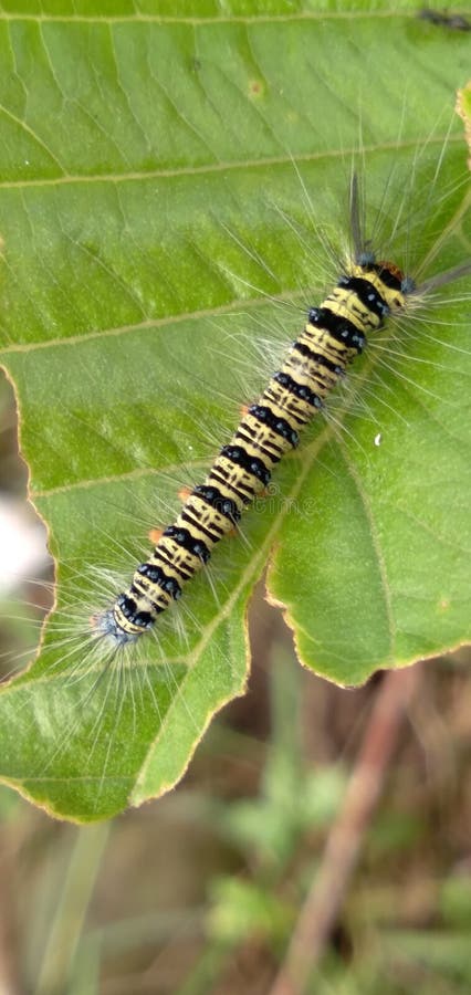 This is a Caterpillar that is on the Tree in Front of the House, it ...