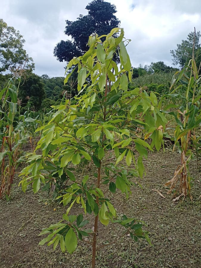 Caterpillar tree garden stock image. Image of money - 252003625