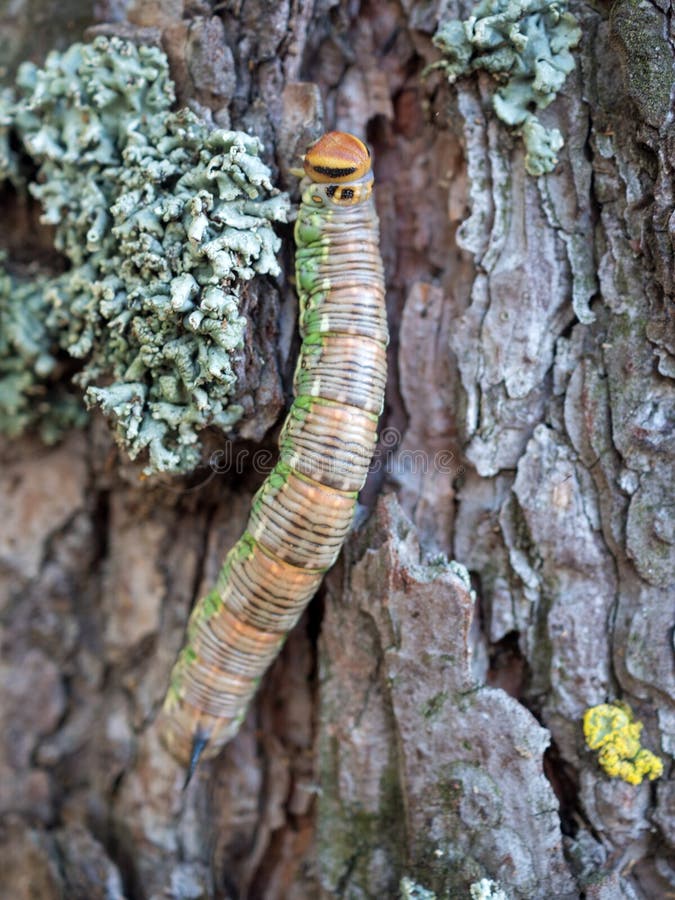 Caterpillar on a tree stock image. Image of tree, forest - 254927587