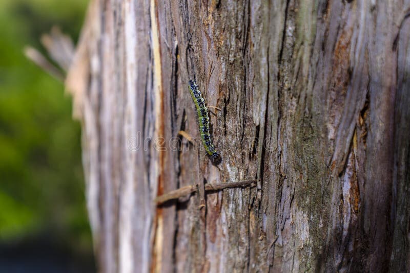 Caterpillar on a tree stock image. Image of detail, insect - 114808591