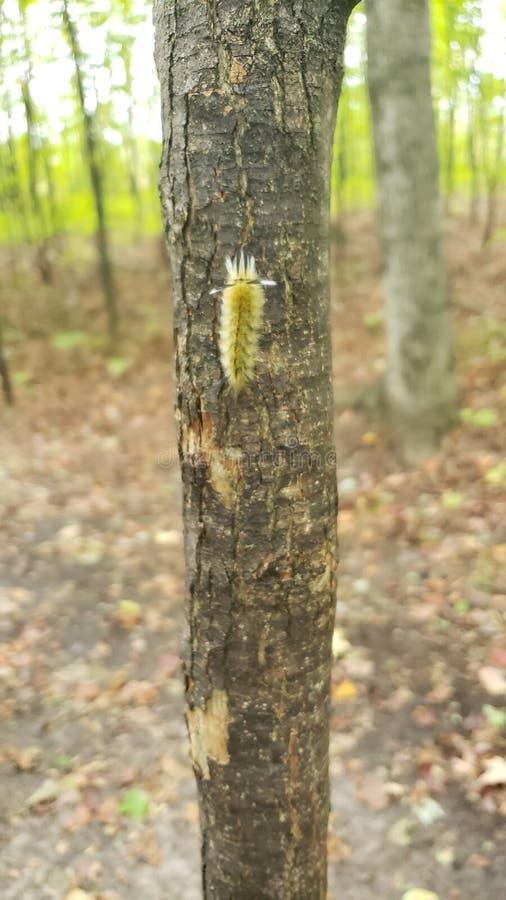 Caterpillar on tree stock photo. Image of caterpillar - 160410716
