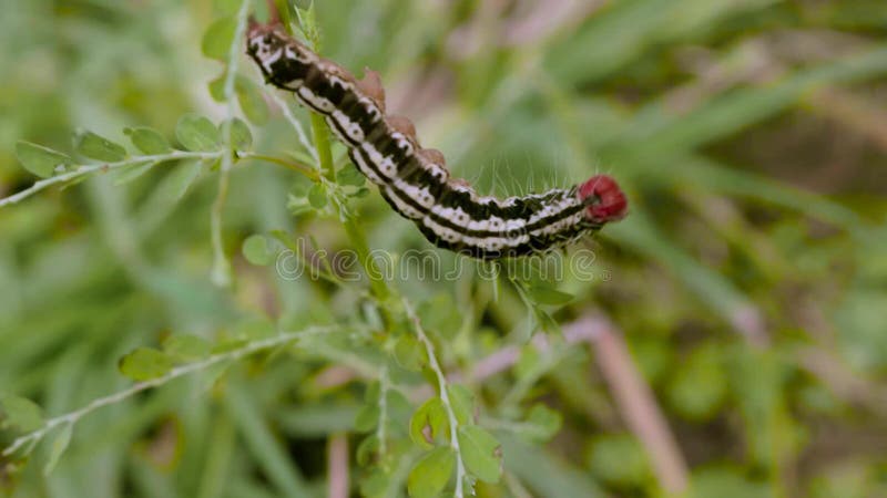 The Wriggling Caterpillar on a Shrub Stock Video - Video of antenna ...