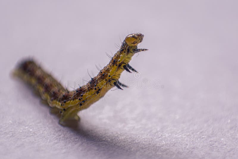 A Caterpillar Trying To Move. Stock Image - Image of moth, yellow ...