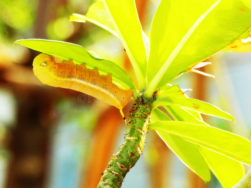 Caterpillar Chewing Leaves Stock Photos - Free & Royalty-Free Stock ...