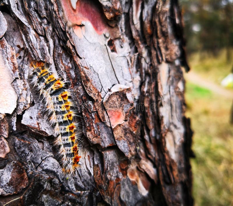Caterpillar on the tree stock image. Image of pine, wildlife - 110260567