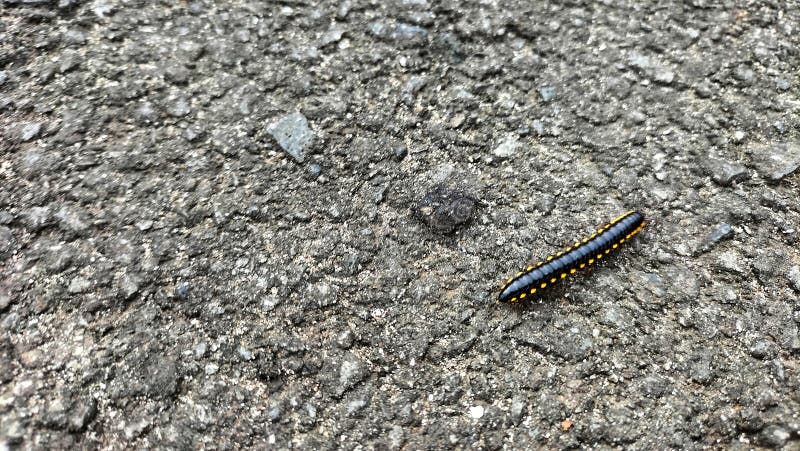 Caterpillar Walking on Asphalt Landscape Stock Photo - Image of ...