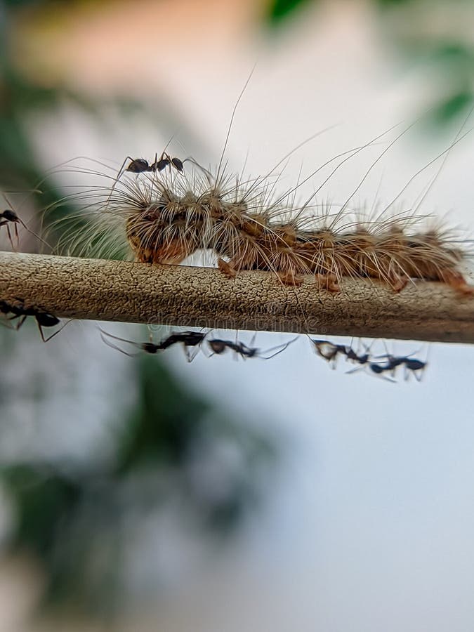 The Caterpillar is Walking on the Cable Stock Photo - Image of flower ...