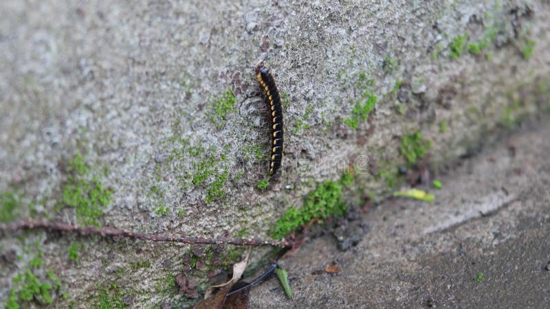 A Caterpillar Walking on the Floor Stock Video - Video of nature ...