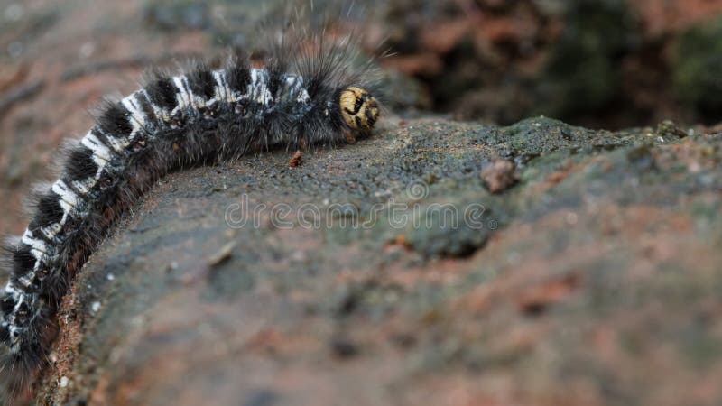 Caterpillar Walking stock image. Image of beautiful, black - 78455969