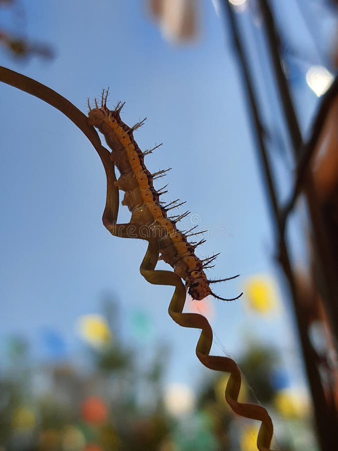 A Caterpillar Walking Over a Spiral Wire Stock Image - Image of spiral ...