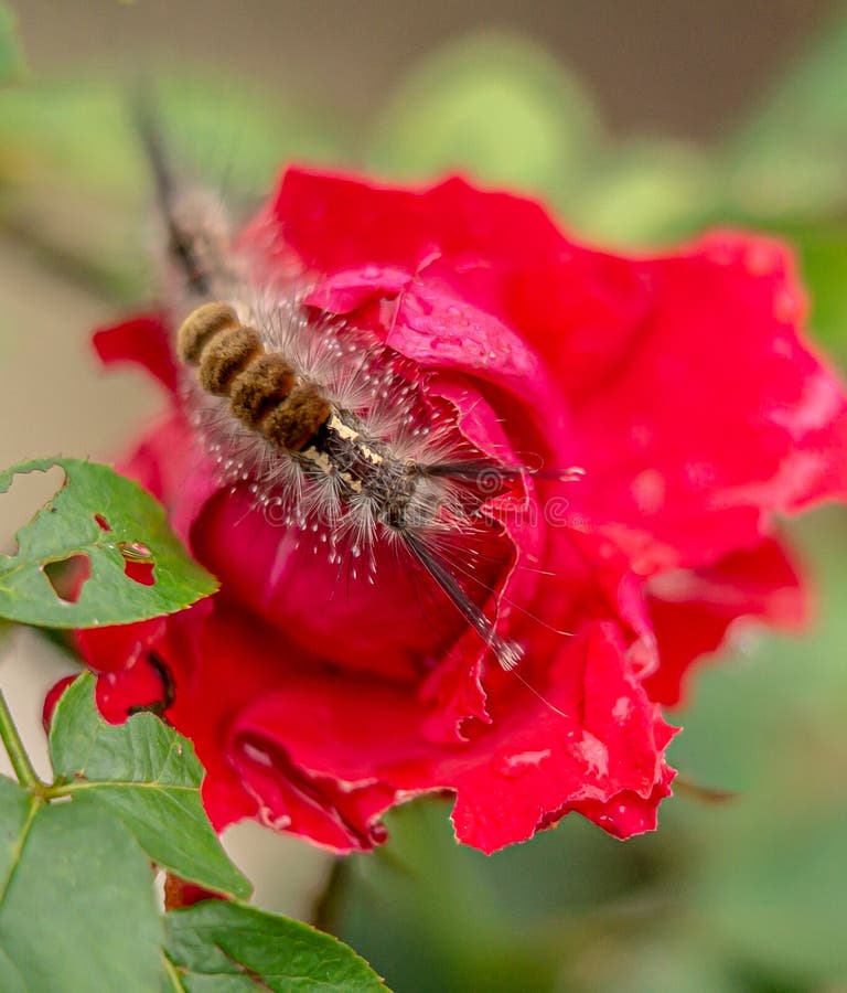 A Caterpillar is Walking on a Red Rose Stock Image - Image of ...