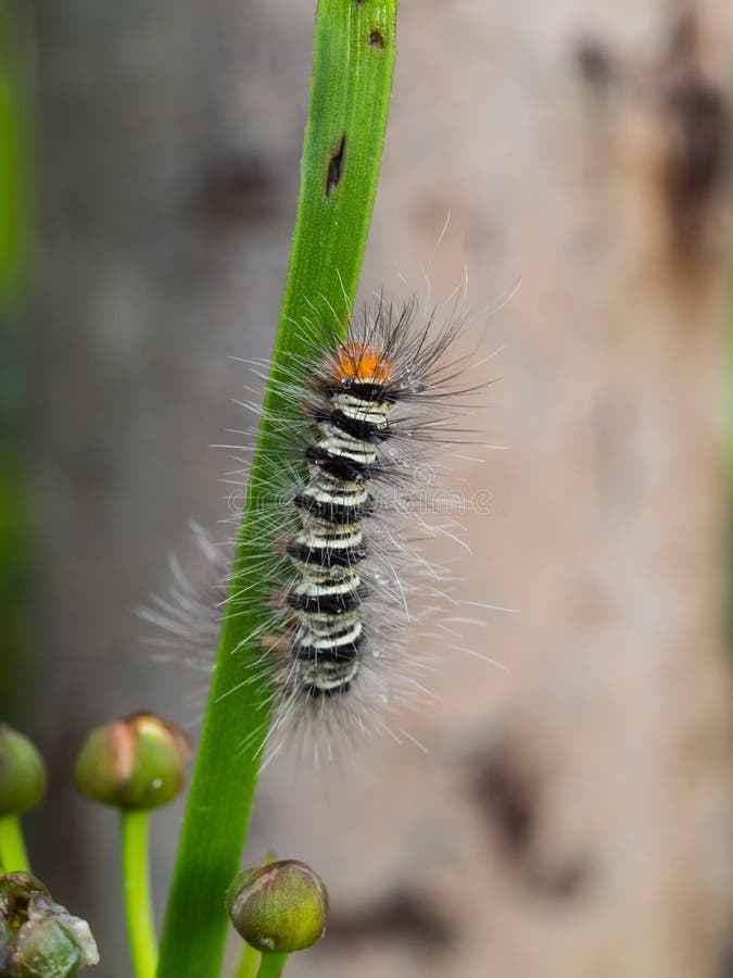 Caterpillar Walking stock image. Image of beautiful, black - 78455969
