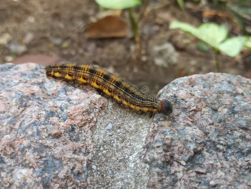 Caterpillar Walking on a Stone Stock Image - Image of plant ...