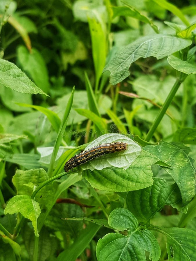 Weed Leaf Cross Section Under the Microscope Stock Image - Image of ...
