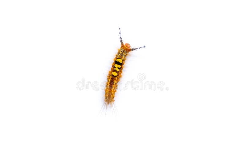 Caterpillar on White Background Stock Image - Image of background ...
