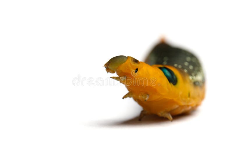 Caterpillar on White Background Stock Image - Image of horizontal ...