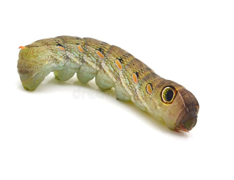 Caterpillar stock image. Image of organism, horizontal - 45330063
