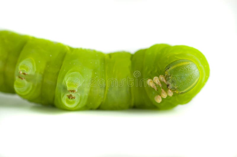 Caterpillar on White Background. Stock Photo - Image of close, worm ...
