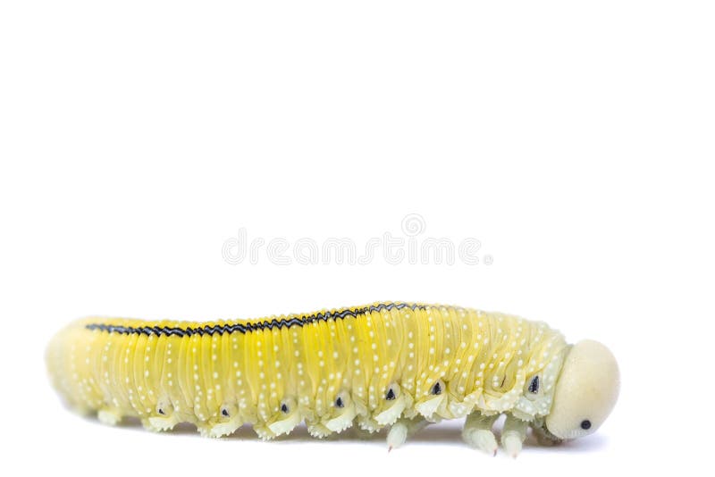 Caterpillar on a White Background Stock Image - Image of insecta, glide ...
