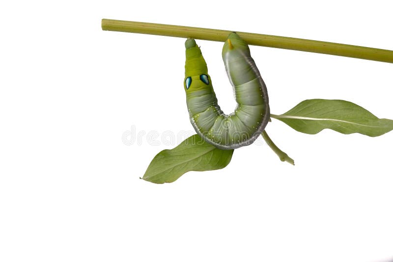 Caterpillar on White Background Stock Image - Image of beautiful, wild ...
