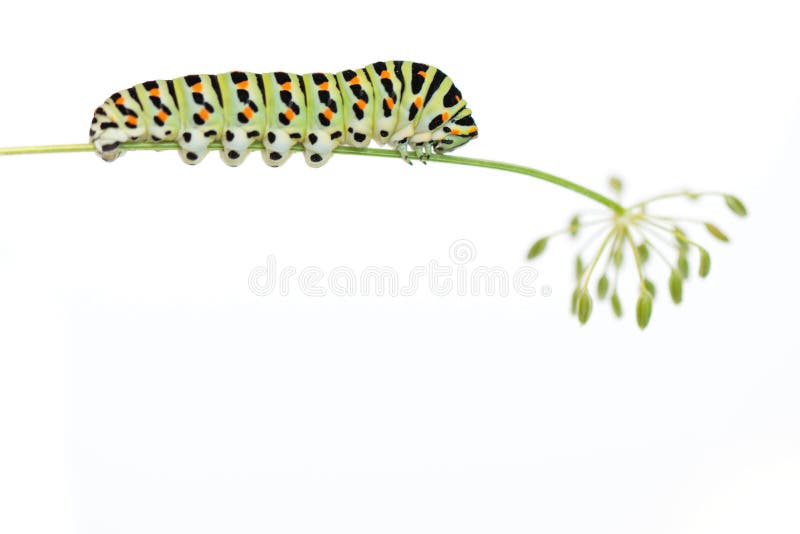 Caterpillar on grass stock image. Image of closeup, white - 21131767