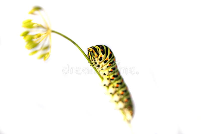 Caterpillar On White Background Stock Image - Image of invertebrate ...