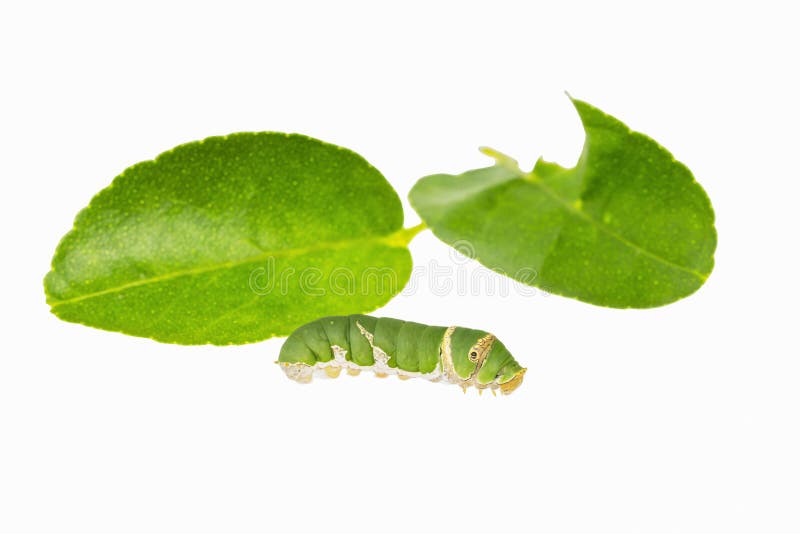 1,099 Monarch Caterpillar White Background Stock Photos - Free ...