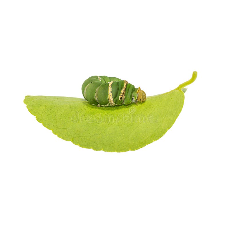 1,099 Monarch Caterpillar White Background Stock Photos - Free ...