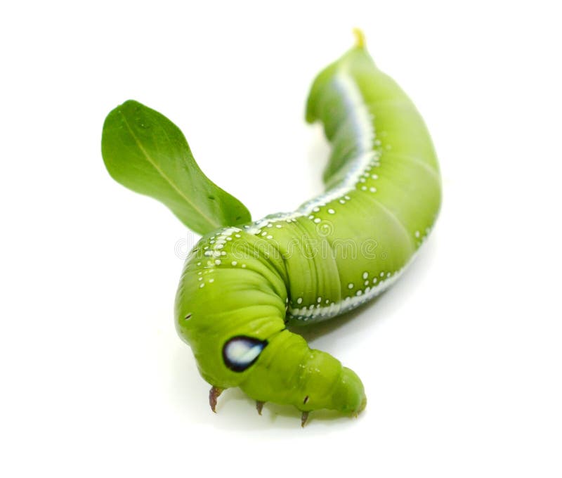 Caterpillar on White Background. Stock Photo - Image of insect ...