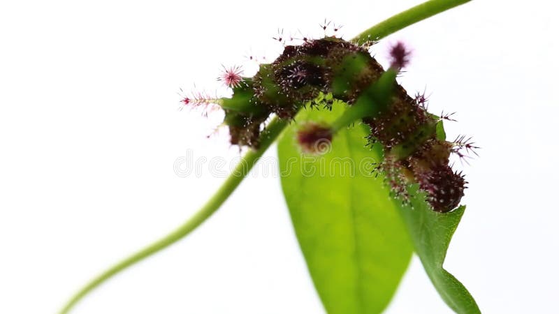 Caterpillar of White Commodore Butterfly ( Parasarpa Dudu ) Eating Leaf ...