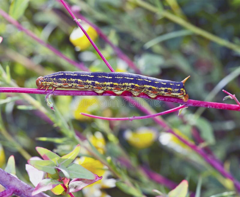 Caterpillar: White Lined Sphinx Larva Stock Image - Image of pollinator ...