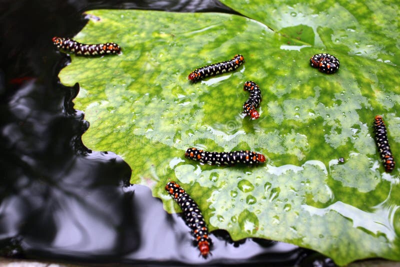 Caterpillar World stock photo. Image of natural, colony - 17854516