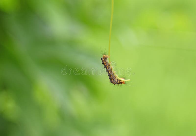 Caterpillar. World of Insect. Stock Image - Image of sunshine, hawaii ...
