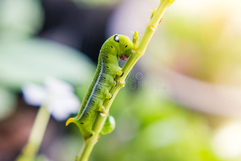 Caterpillar worm on branch stock image. Image of butterfly - 99797761