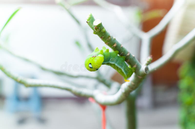 Caterpillar Worm Eating Leaves Nature in Garden Stock Photo - Image of ...