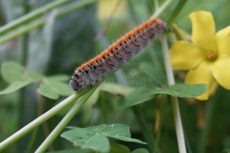 Caterpillar Worm in the Green Rainforest Macro Photography Stock Photo ...